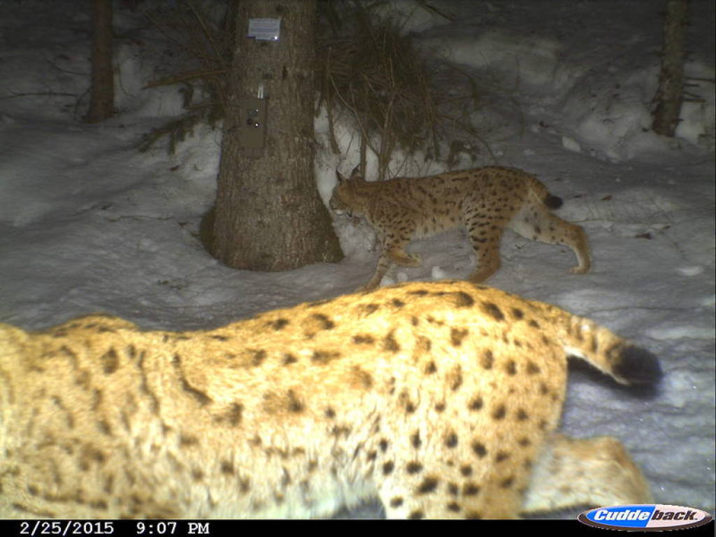 Les deux lynx capturés dans le Jura sont porteurs du virus FIV - RTN ...