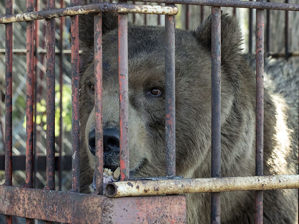 Le dernier ours de cirque de Serbie bientôt à Arosa (GR) - RFJ votre ...