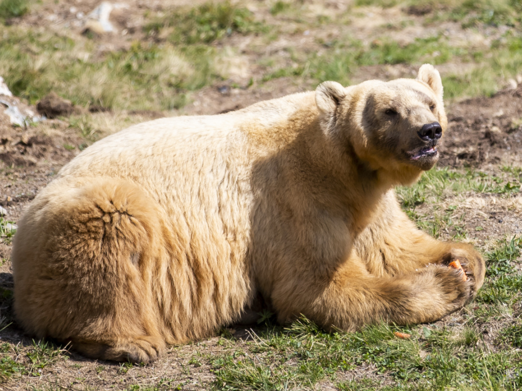 Epileptique, le premier ours du parc d'Arosa a été euthanasié - RTN ...