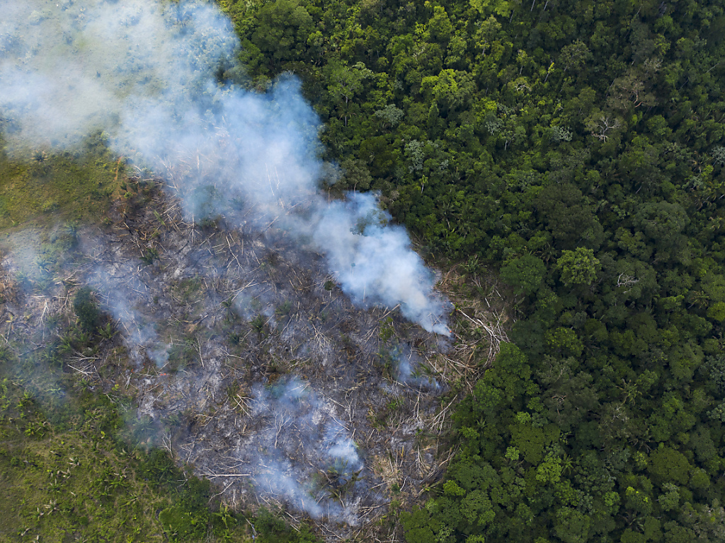 Forte hausse de la destruction de la forêt vierge tropicale en 2020 ...