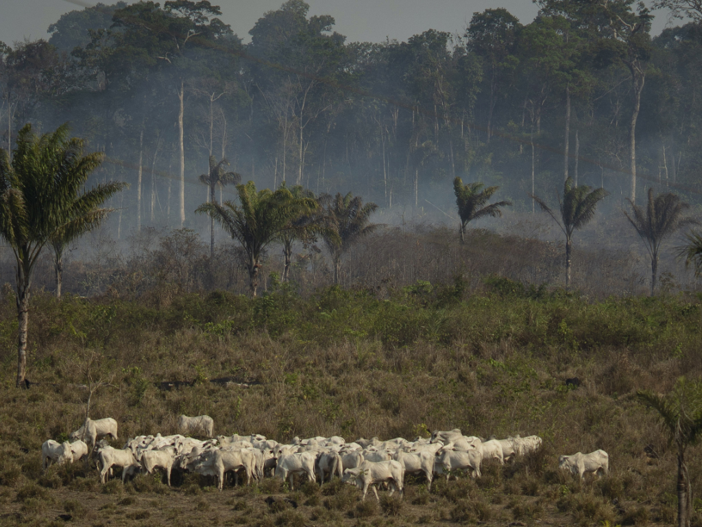 Recul de 68% en avril de la déforestation en Amazonie brésilienne - RJB ...