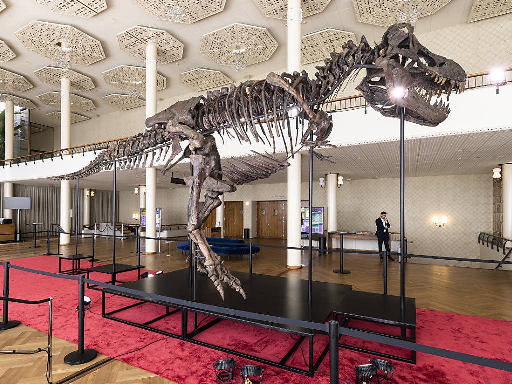 Le T-Rex « Trinity » exposé un an au musée des dinosaures à Aathal ...