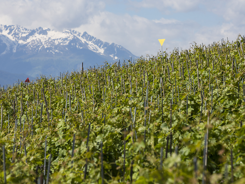 Le Valais veut moderniser son vignoble - RJB votre radio régionale