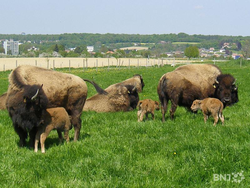 Carnet rose au parc à bisons de Boncourt - RFJ votre radio régionale
